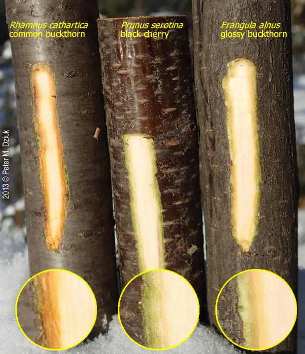 Rhamnus spp., common buckthorn, glossy buckthorn,