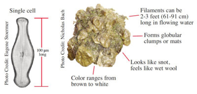 Rock Snot (Didymo) - SLELO PRISM