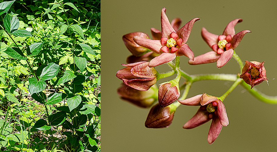Black and Pale Swallow-wort – SLELO PRISM