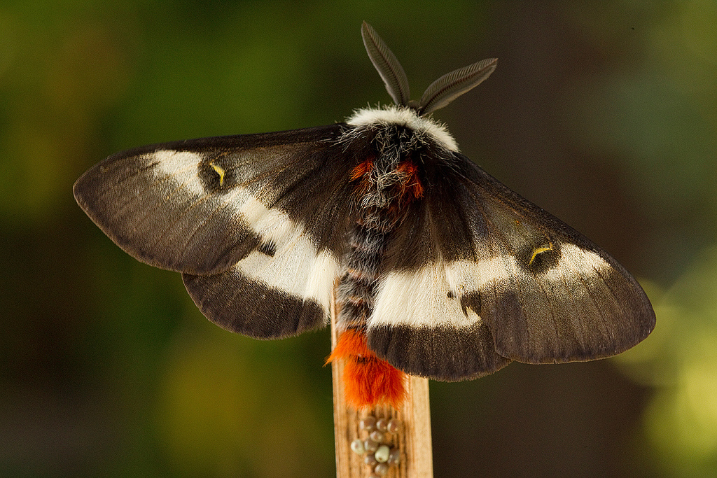 Bog Buckmoth – SLELO PRISM