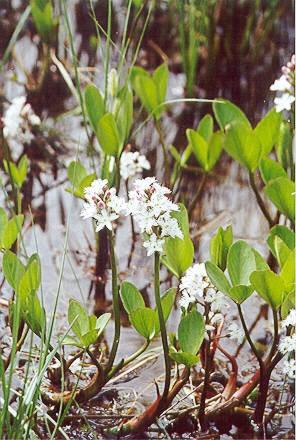 Bog Buckmoth – SLELO PRISM