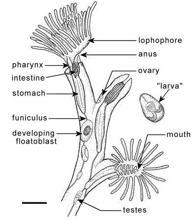 bryozoan individual - SLELO PRISM