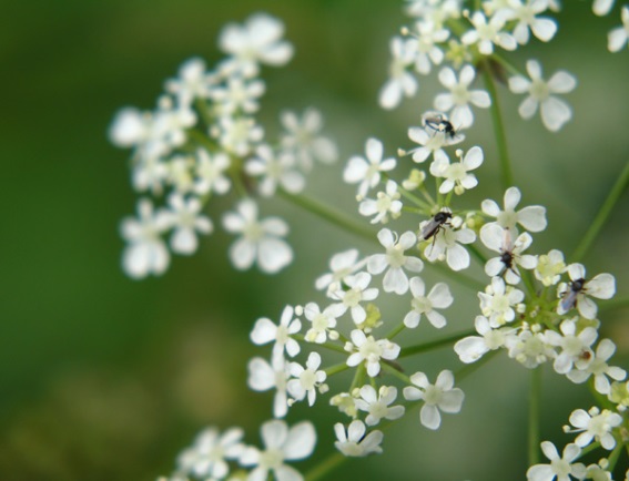 Wild Chervil – SLELO PRISM