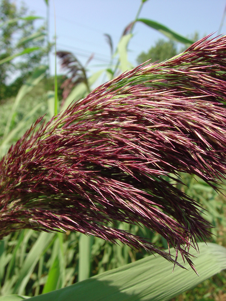 Phragmites - SLELO PRISM