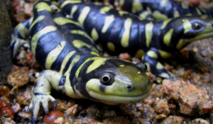 Eastern Tiger Salamander (Native Species) - SLELO PRISM