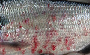 Viral Hemorrhagic Septicemia - SLELO PRISM