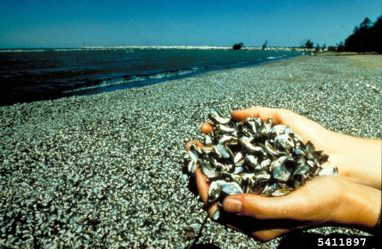 Zebra Mussel & Quagga Mussel - SLELO PRISM