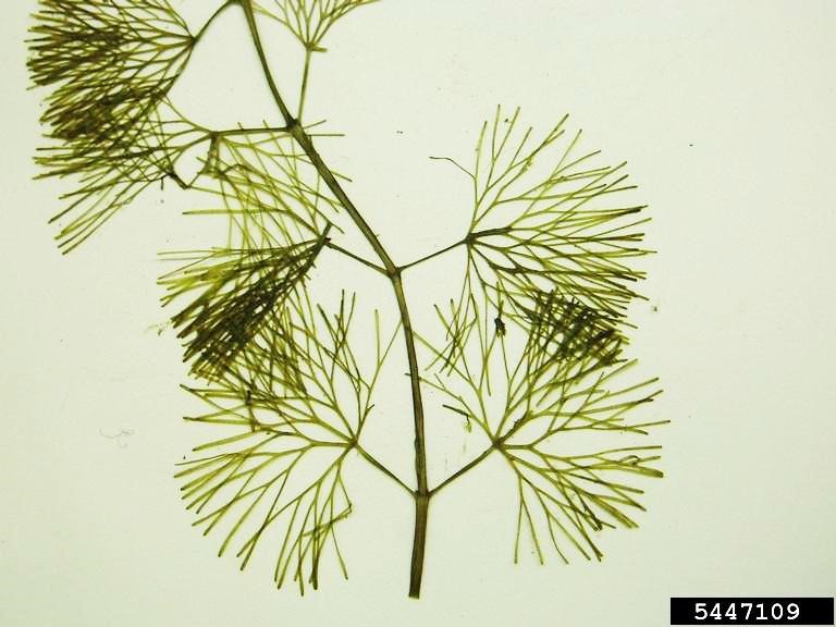 Fanwort - SLELO PRISM