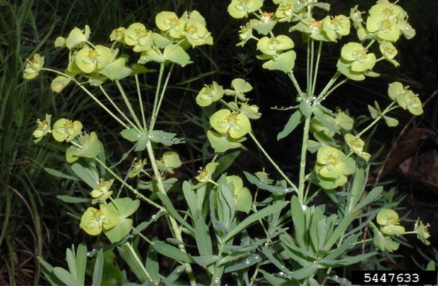 Follow our Facebook page and stay tuned to see videos of invasives the ...