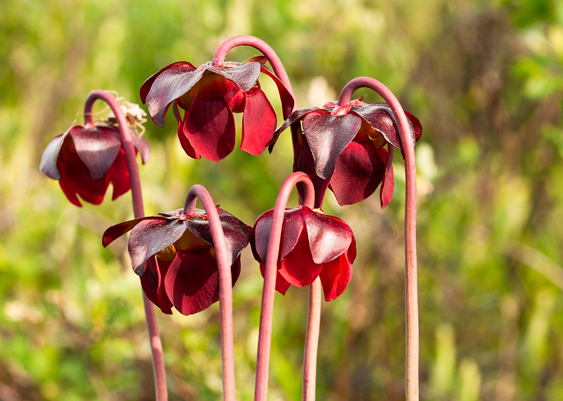 Green Pitcher Plant – SLELO PRISM