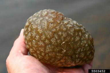 Magnificent Bryozoan (native species) - SLELO PRISM