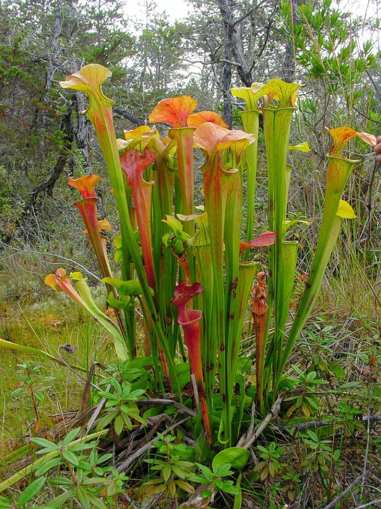 Green Pitcher Plant SLELO PRISM