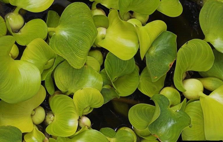 Water Hyacinth – SLELO PRISM
