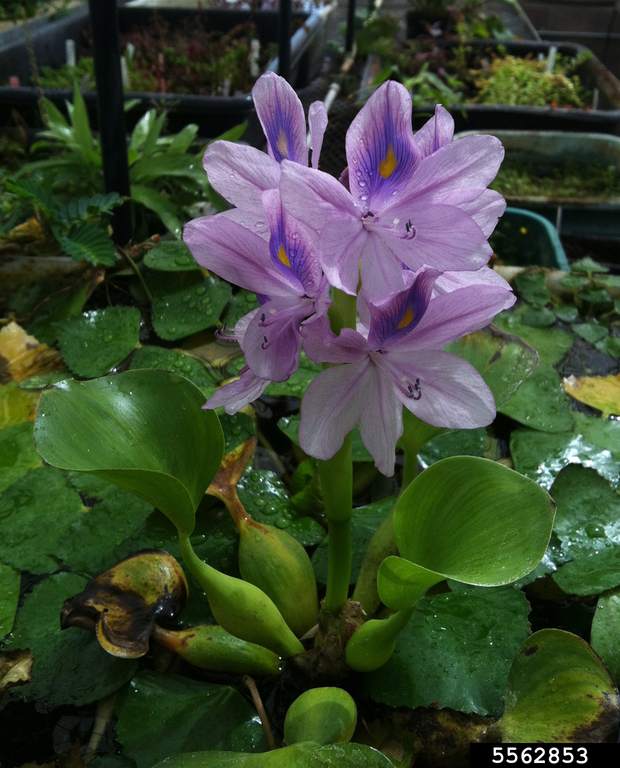 Water Hyacinth – SLELO PRISM