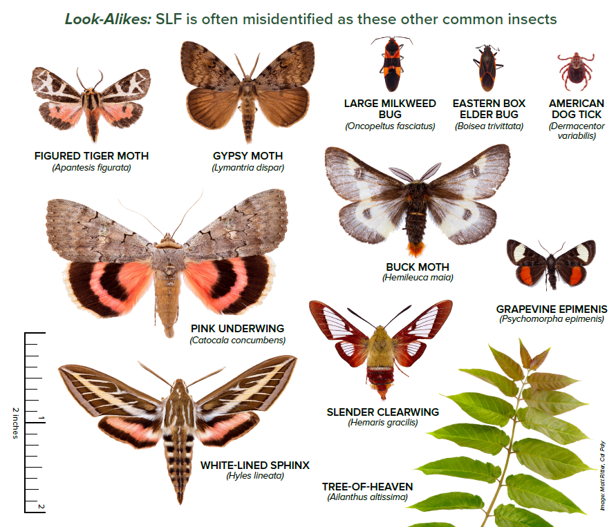 Spotted Lanternfly – SLELO PRISM