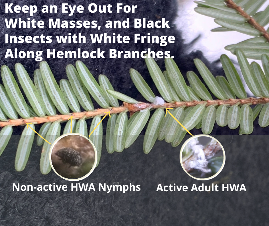 Photos From Our HWA Delimiting Survey