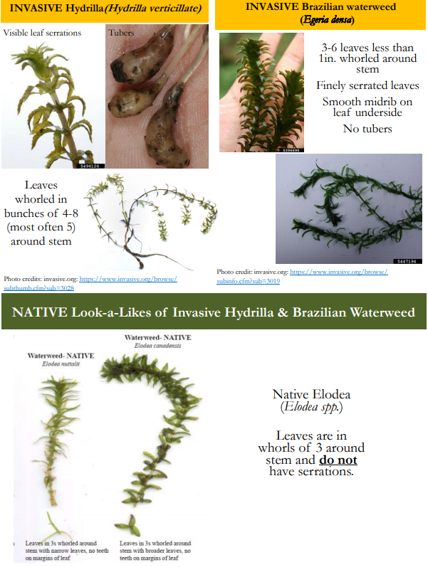 Hydrilla – SLELO PRISM