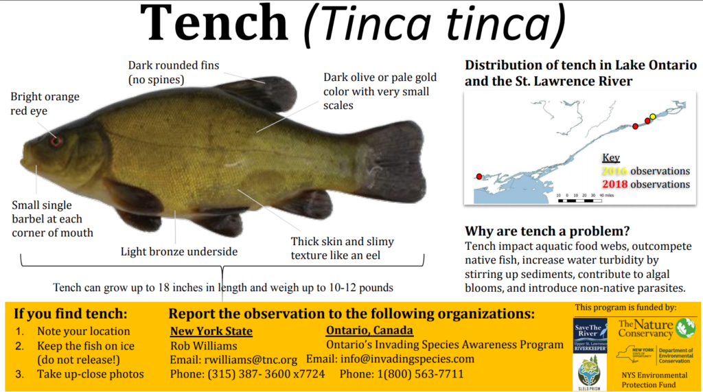 Tench ( Tinca tinca) are invasive fish in the minnow/carp family. They ...