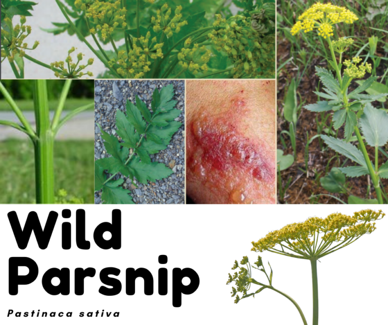 Wild Parsnip – SLELO PRISM