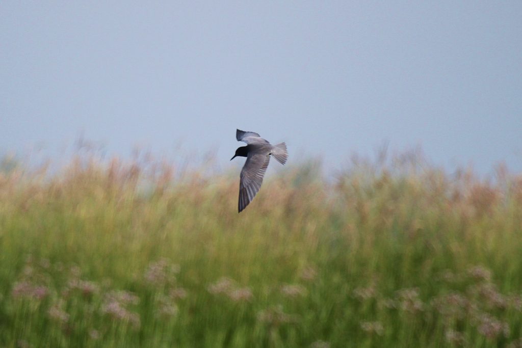 black tern_Ken Sturm USFWS_ TNC Flickr.jpg.