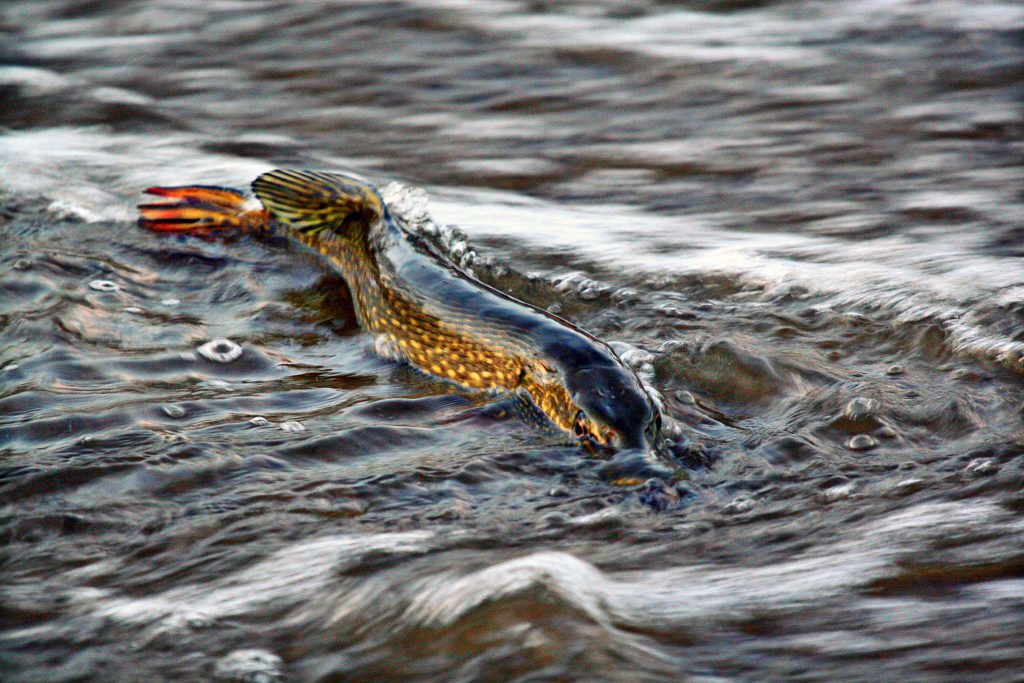 spawning pike lake conesus_Rengel134