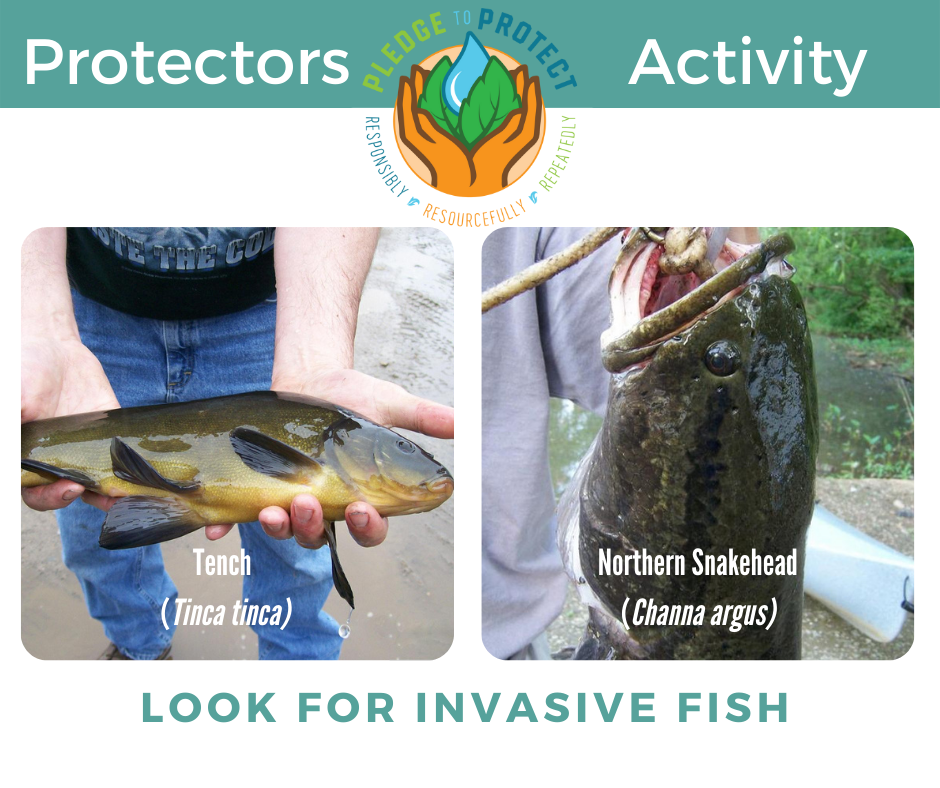 Water Protectors: Look for Invasive Fish