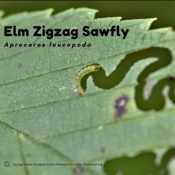 Elm Zigzag Sawfly - SLELO PRISM