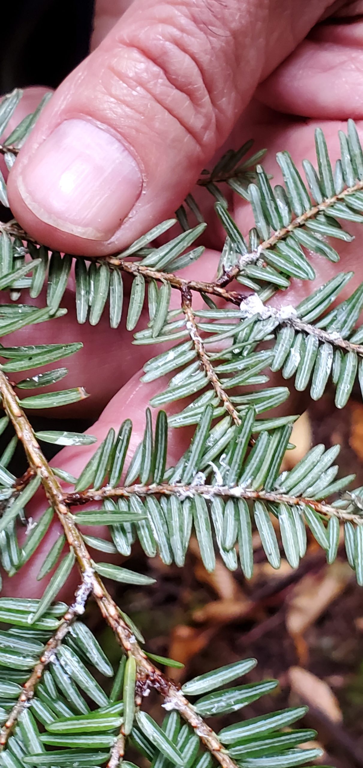 HWA on hemlock branch at Mexico Point SP.