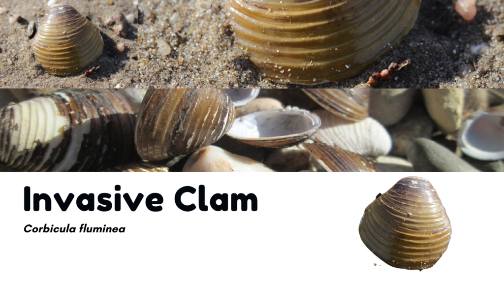 Invasive Clam - SLELO PRISM