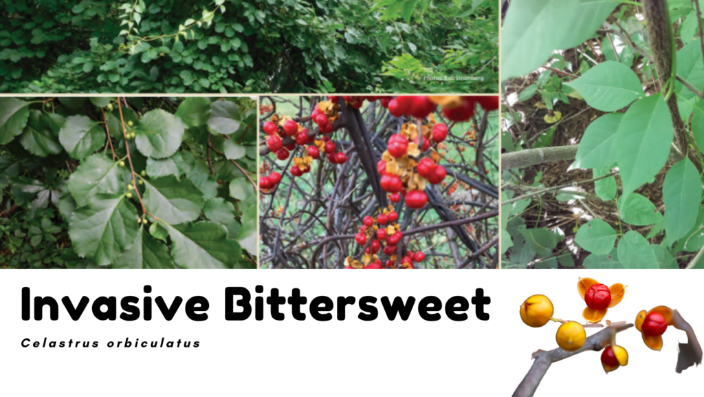 Oriental Bittersweet - SLELO PRISM