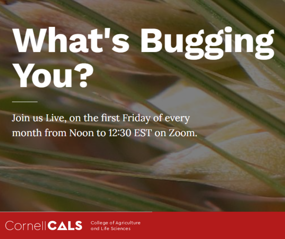 canva_event_whats-bugging-you.png