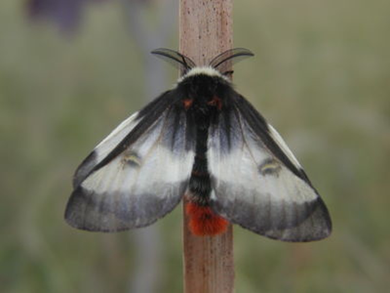 Bog Buckmoth - SLELO PRISM