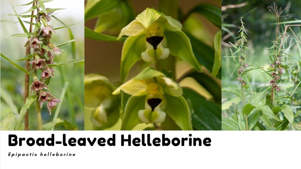 Broad-leaved Helleborine - SLELO PRISM