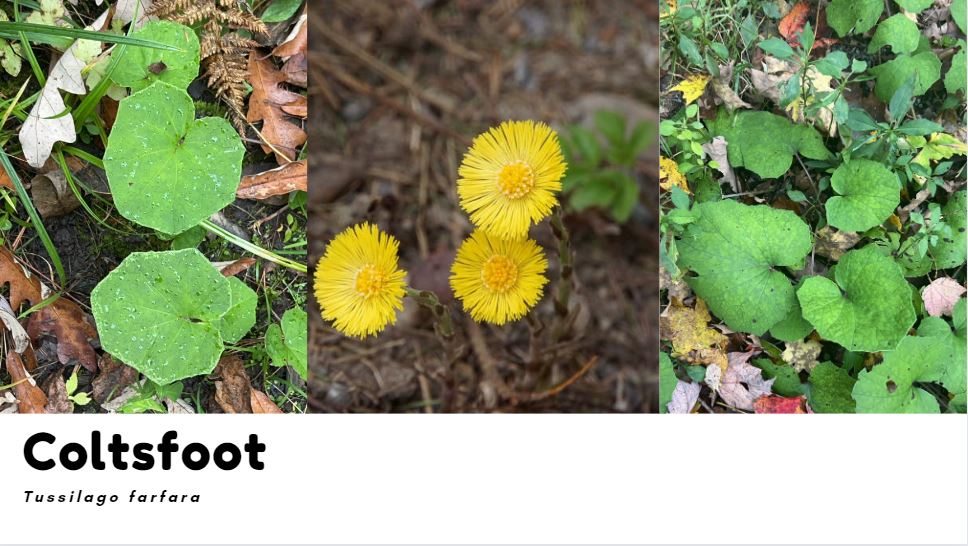 Coltsfoot - SLELO PRISM