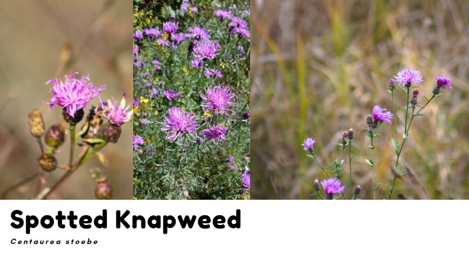 Spotted Knapweed - SLELO PRISM